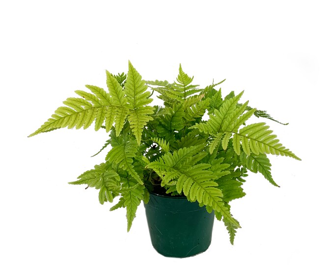 Red Flame Thrower Palm Live Plant in a 3 Gallon Growers Pot - Etsy