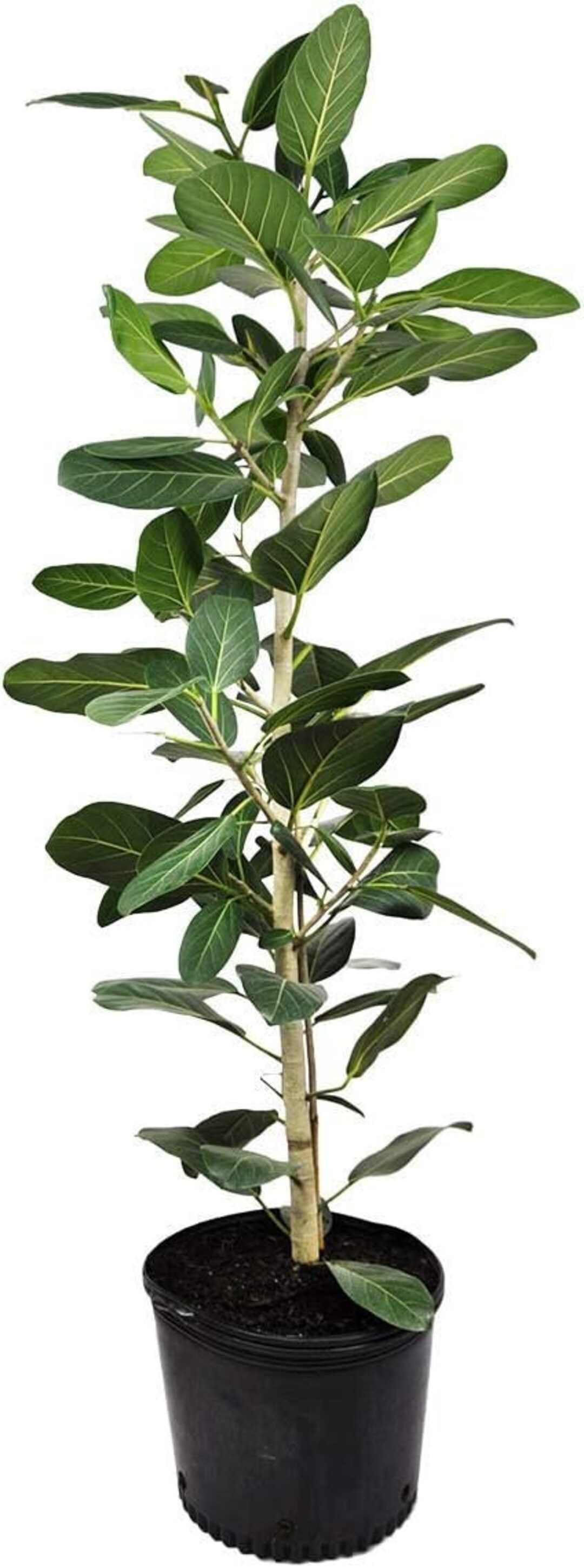 Ficus Audrey Column - Live Plant in a 10 Inch Pot - Ficus Benghalensis ...