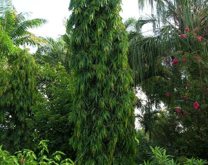 Mast Tree Live Plant in a 3 Gallon Growers Pot Polyalthia Longifolia ...