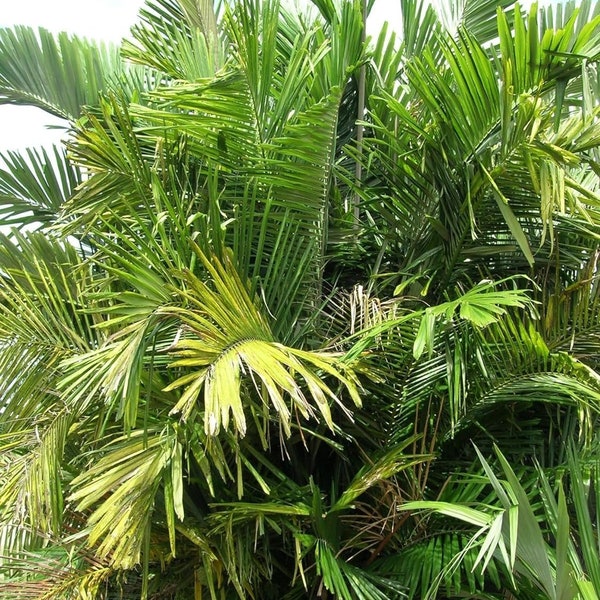 Dwarf Palm - Etsy