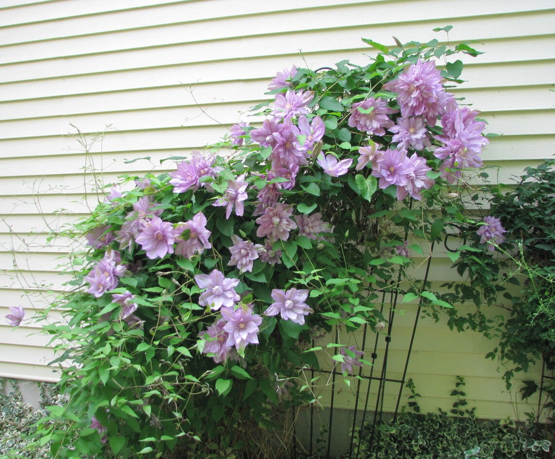 Clematis Proteus Live Plant in a 4 Inch Growers Pot - Etsy