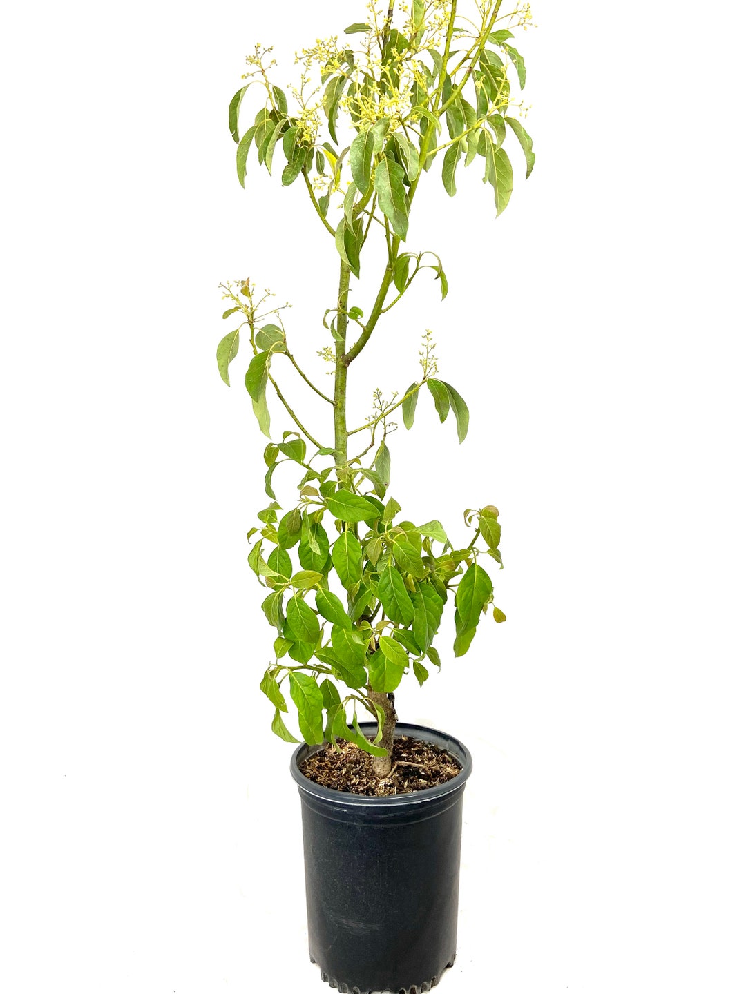 Avocado Tree - Live Tree in a 3 Gallon Pot - Grower's Choice Based on ...