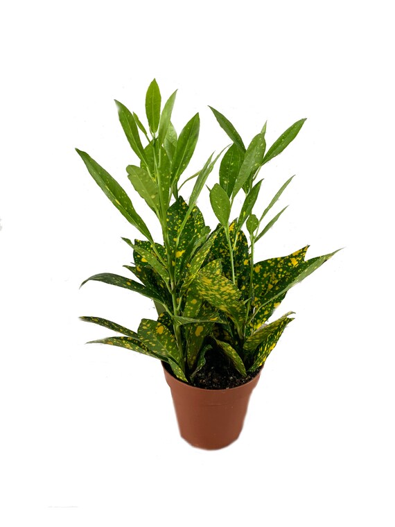 Croton Gold Dust Gold Dust Variegated Croton (Codiaeum Variegatum