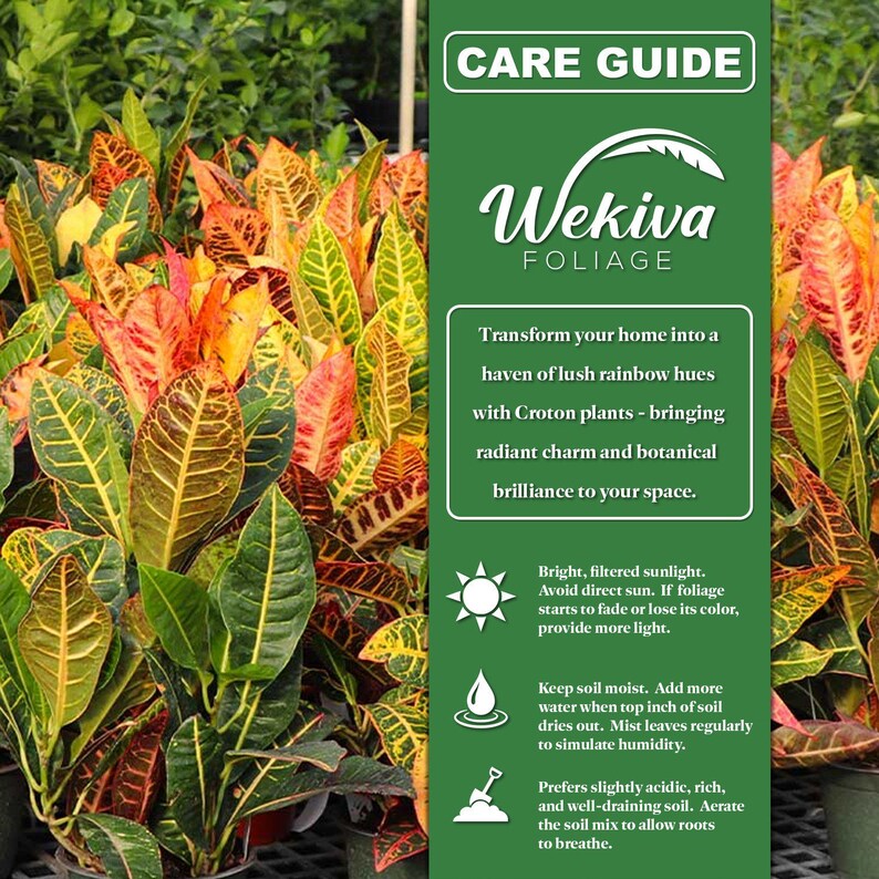 Croton Red Batik and Soil Mix Combo - Live Plant in a 4 Inch Pot With 1 ...