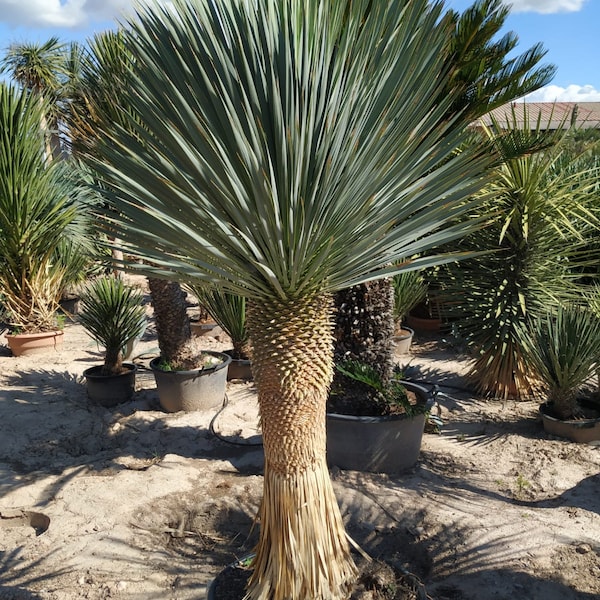 Yucca Plant Live - Etsy