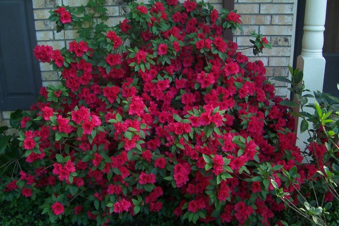 Red Ruffles Azalea Live 6 Inch Plant in a Pot Azalea Red - Etsy
