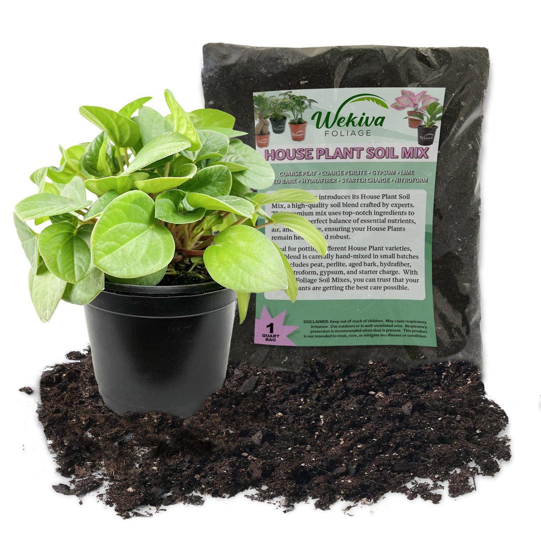 Peperomia Rana Verde and Soil Mix Combo - Live Plant in a 4 Inch Pot ...