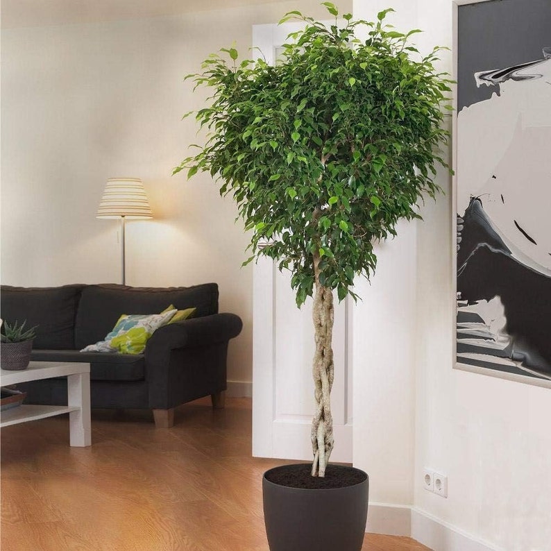 Ficus Benjamina Weeping Fig Braided Tree - Live Plant in a 10 Inch Pot ...