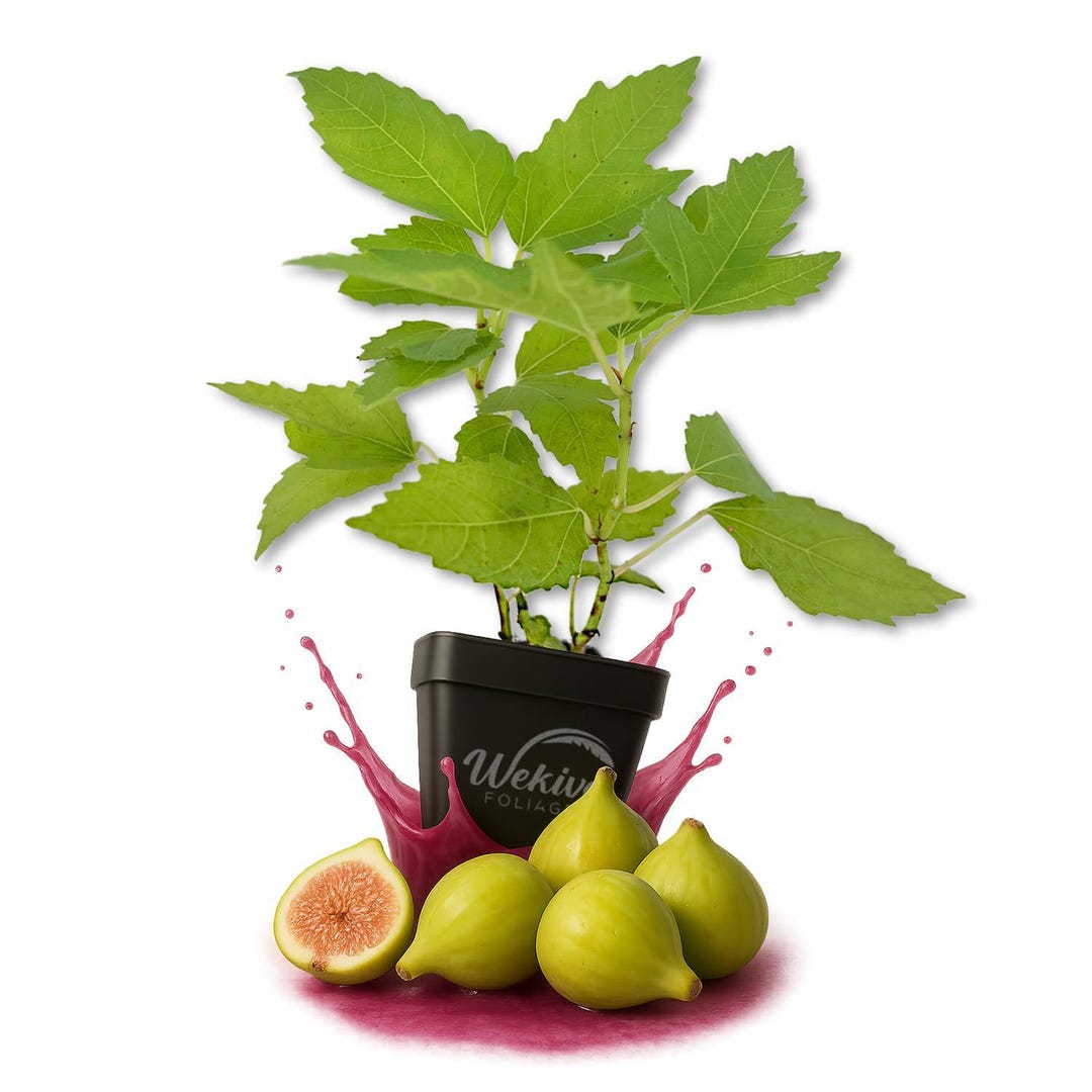 LSU Gold Fig Tree - Live Plants in 3 Inch Growers Pots - Ficus Carica ...
