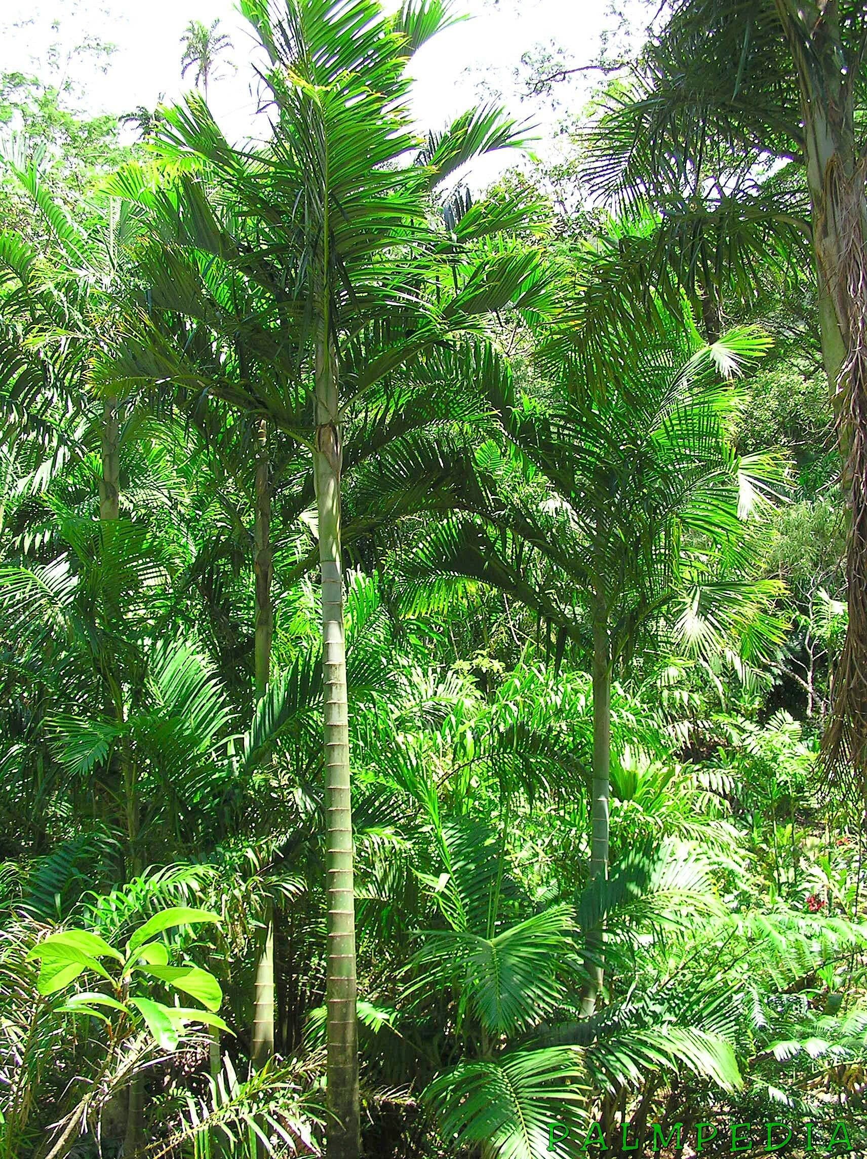 Dypsis Pembana