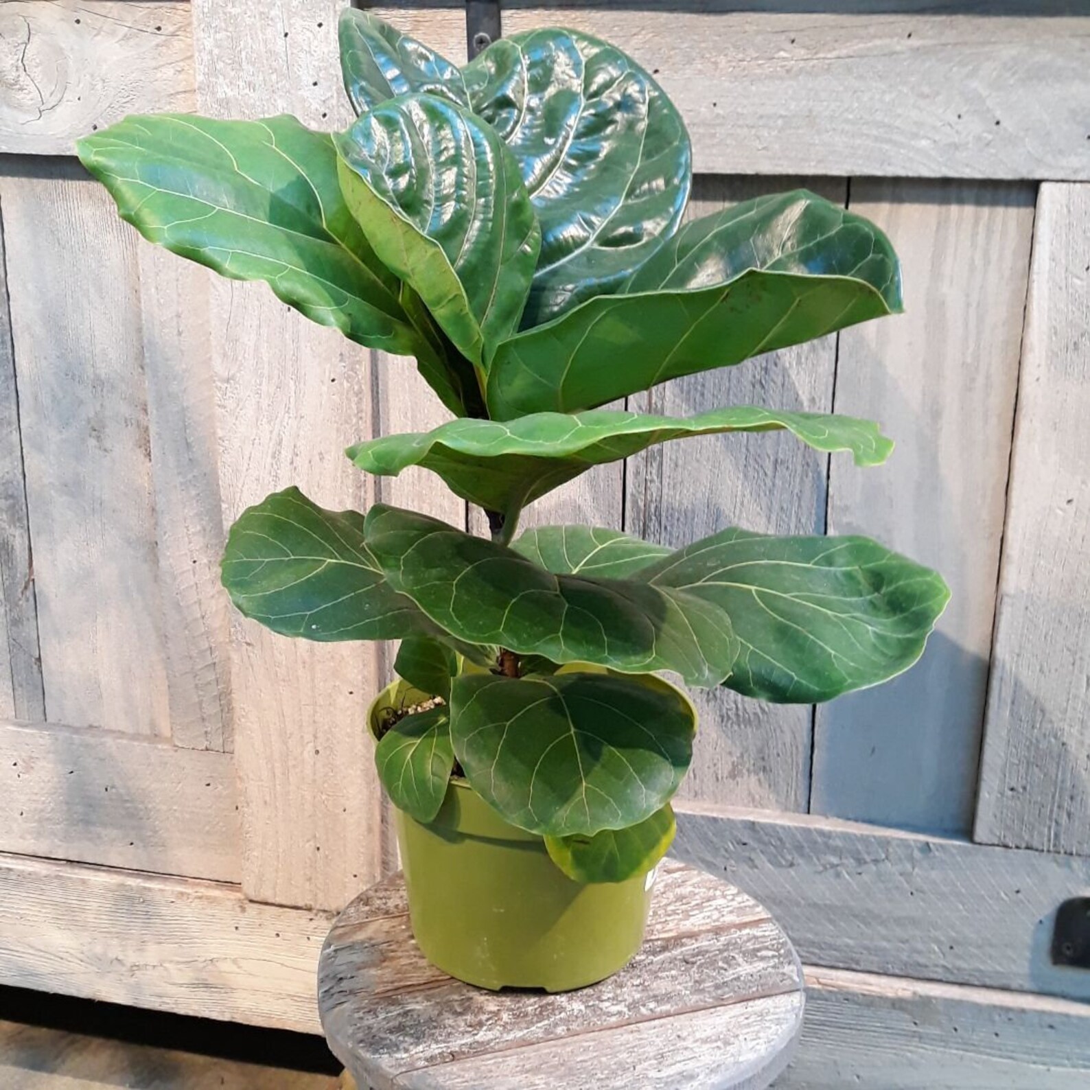 Fiddle Leaf Fig Live Plant in a 6 Inch Pot Ficus Lyrata - Etsy