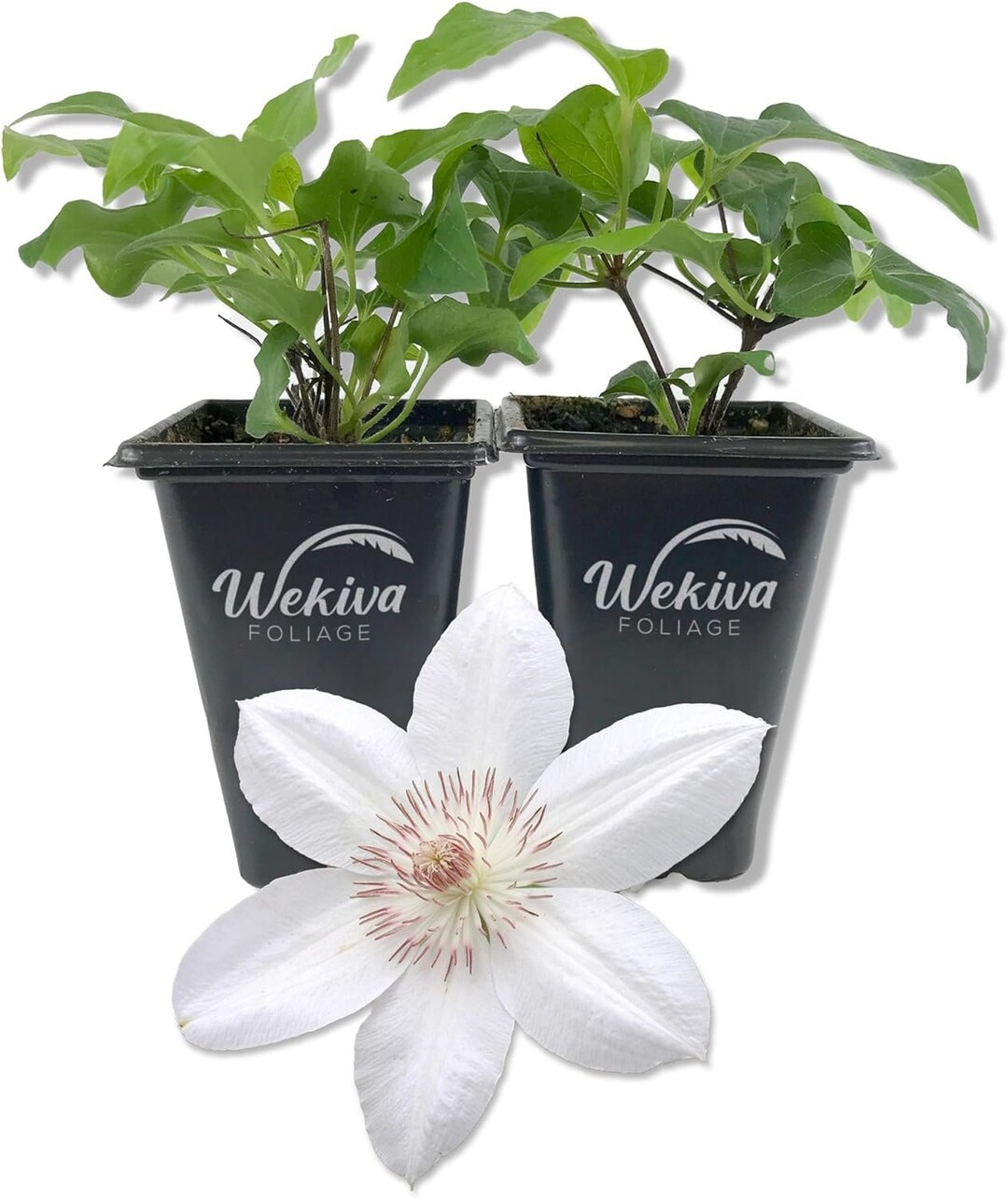 Clematis Henryi - Live Starter Plants in 2 Inch Growers Pots - Starter ...