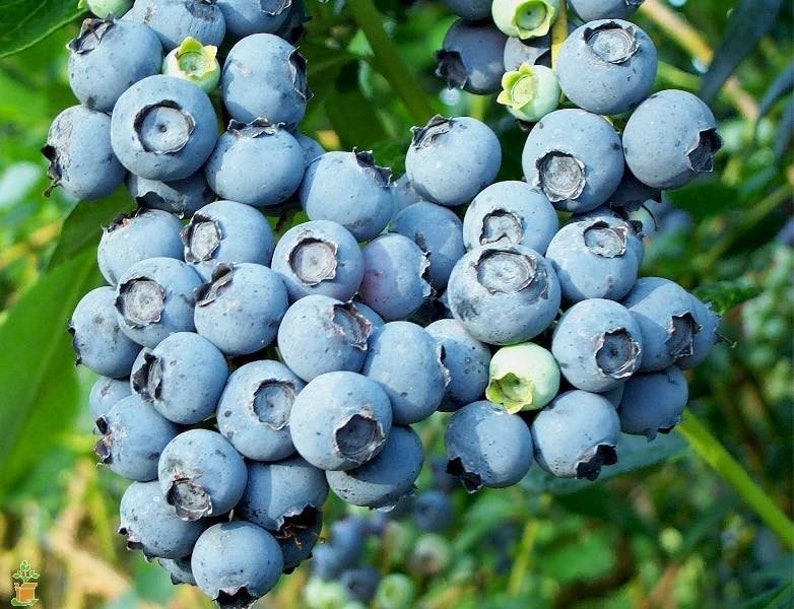 Sharpblue Blueberry Live Plant in a 1 Gallon Pot Vaccinium - Etsy