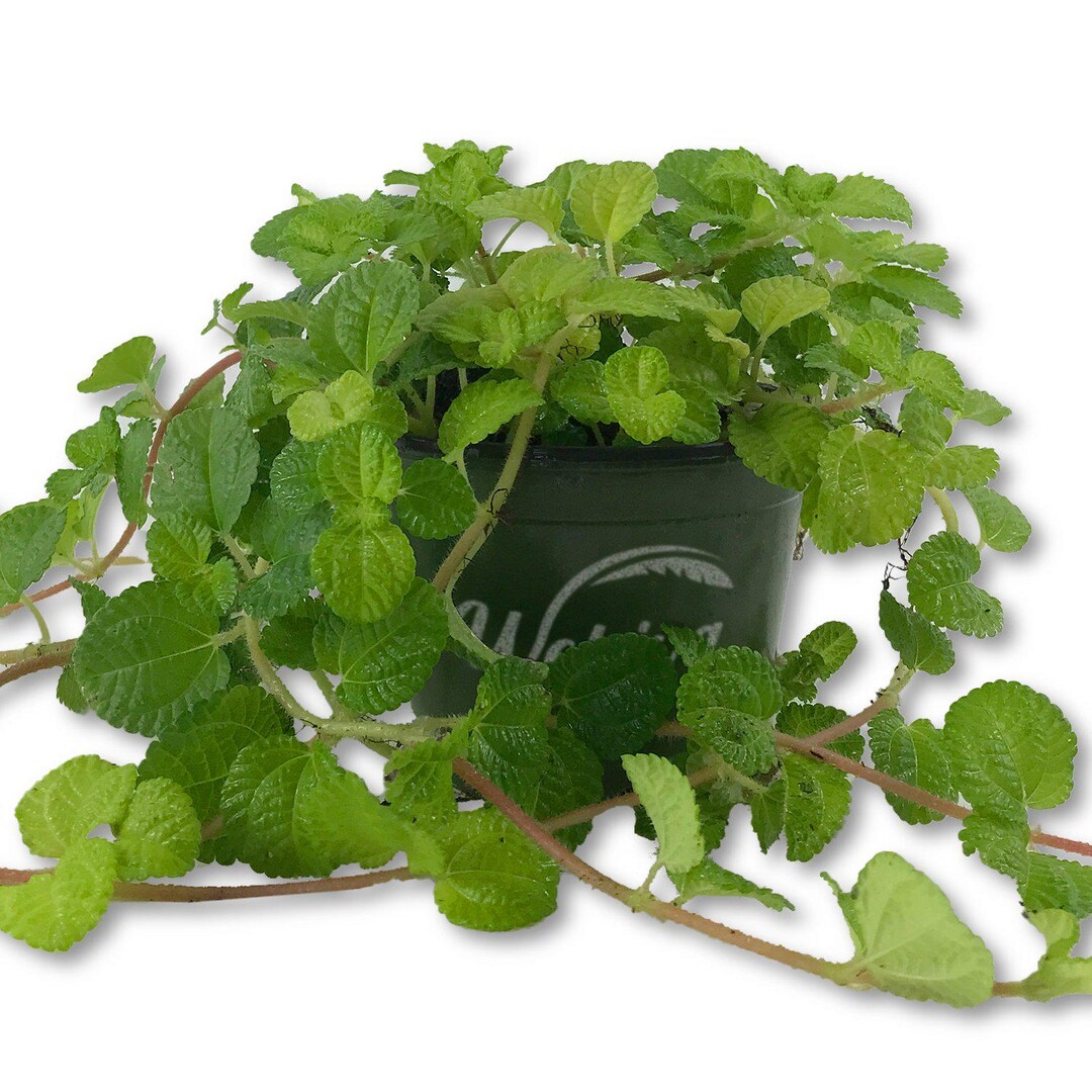 Creeping Charlie Friendship Plant - Live Plants in 4 Inch Growers Pots ...
