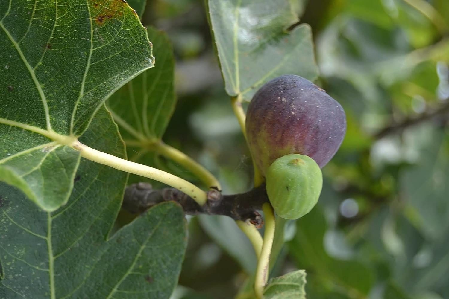 Fig Tree Live Fruit Tree in a 3 Gallon Pot Ficus Carica 'black Mission ...