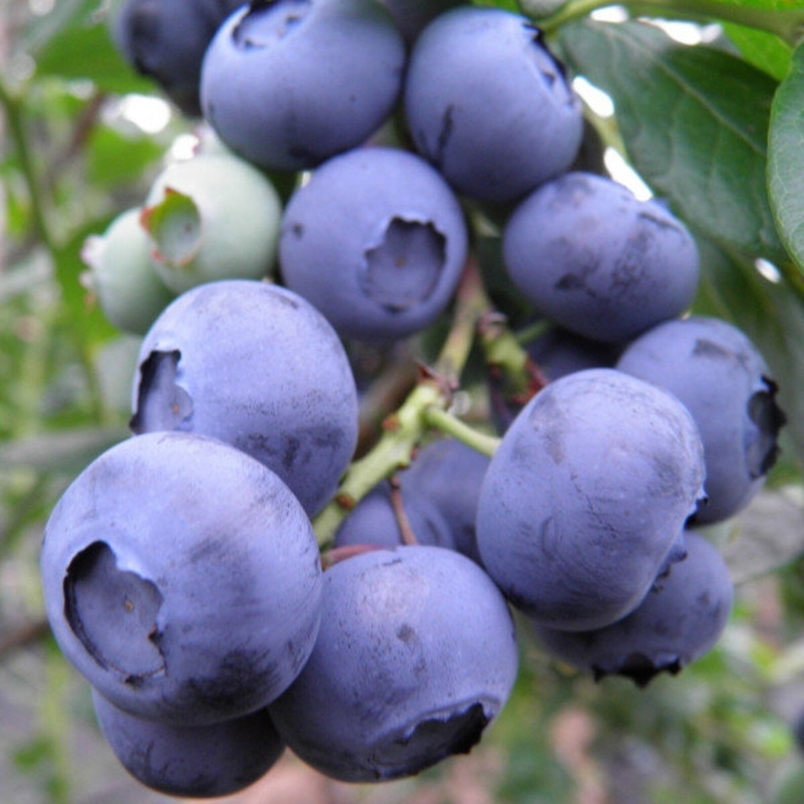 Sharpblue Blueberry Live Plant in a 1 Gallon Pot Vaccinium - Etsy
