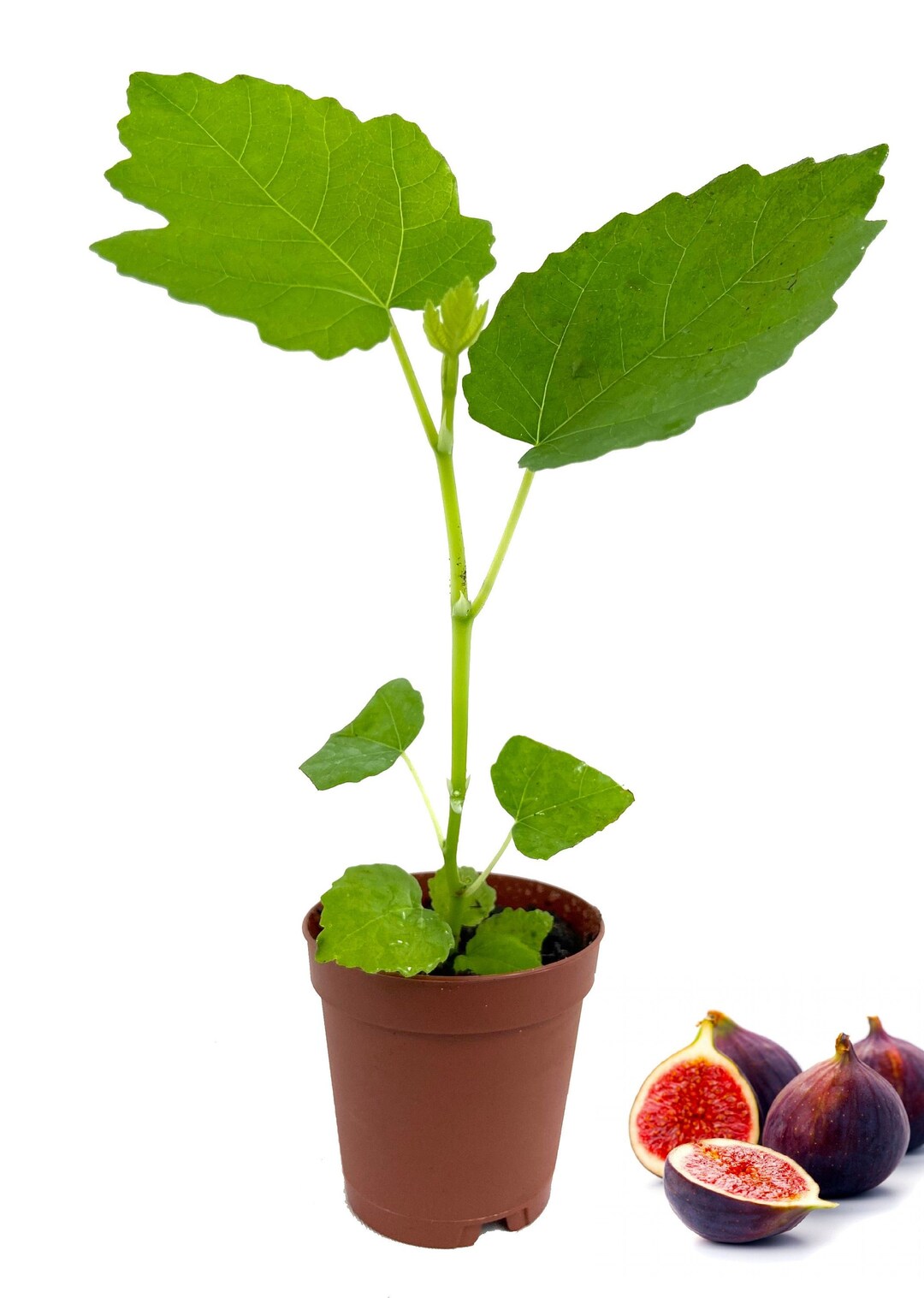 Fig Tree - Live Plant in a 2 Inch Pot - Ficus Carica - Edible Fruit ...