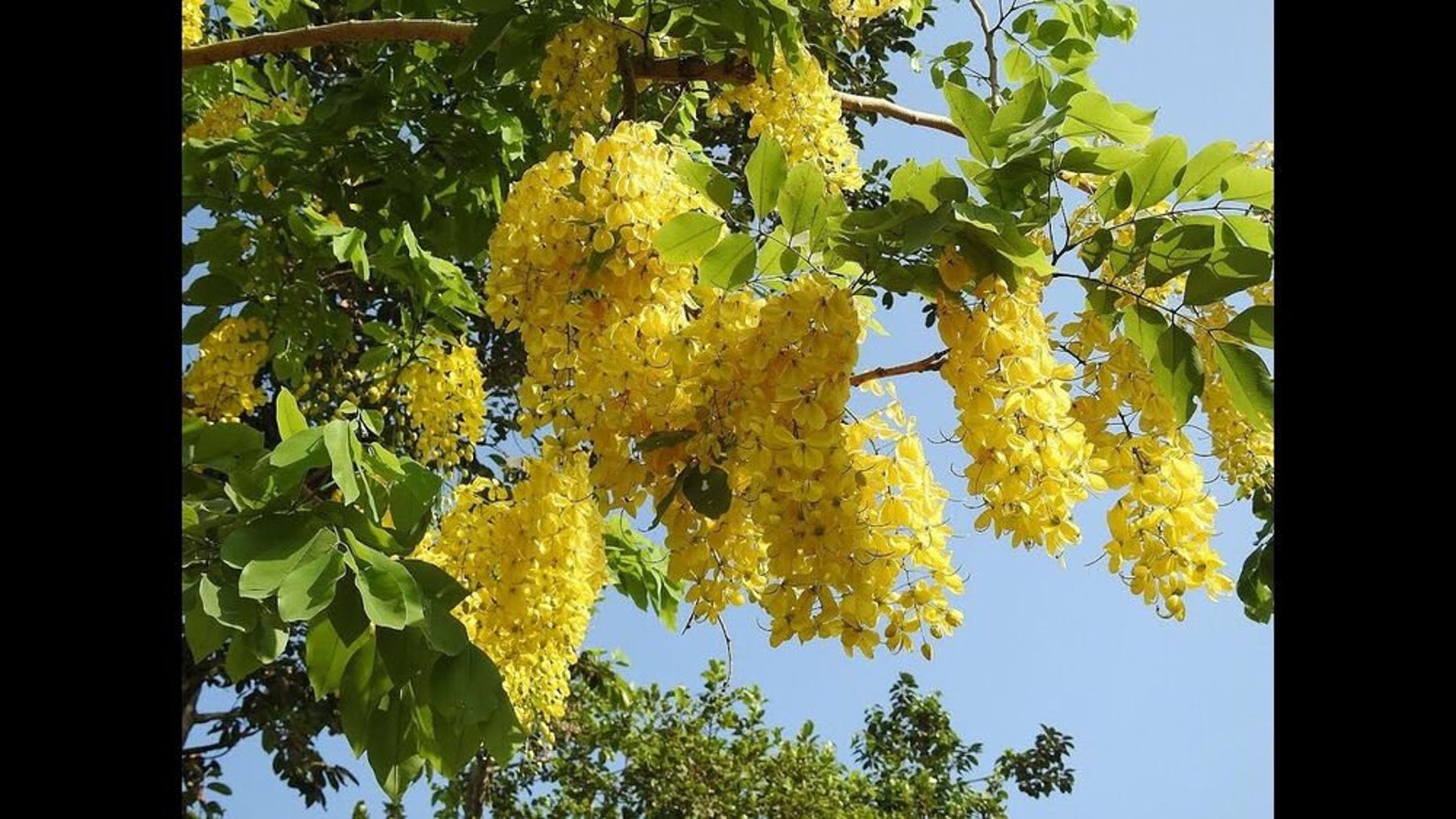 Golden Rain Tree Live Plant in a 3 Gallon Pot Koelreuteria | Etsy