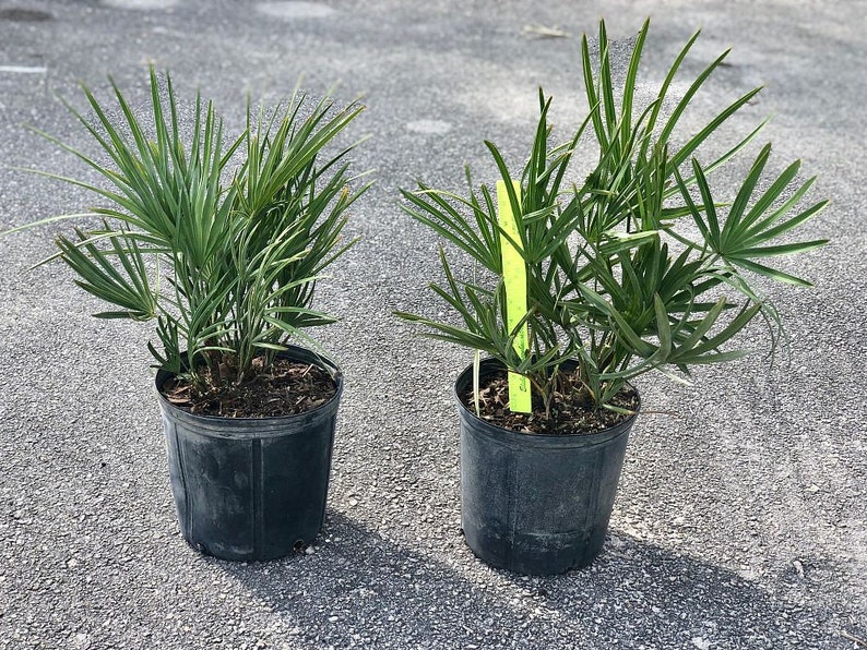 Silver Saw Palmetto - Live Plant in a 3 Gallon Growers Pot - Serenoa ...
