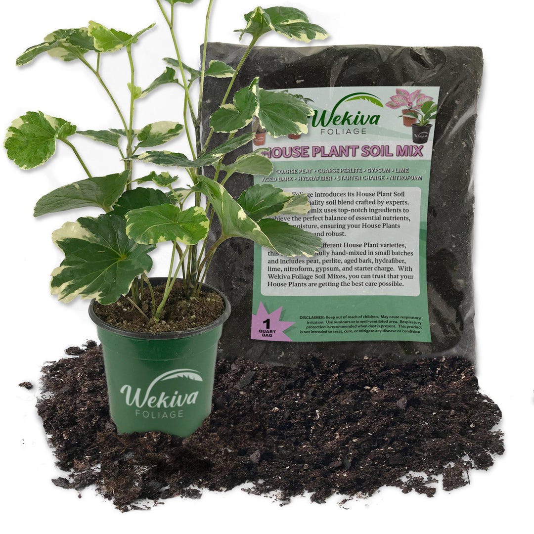 Variegated Balfour Aralia and Soil Mix Combo - Live Plant in a 4 Inch ...