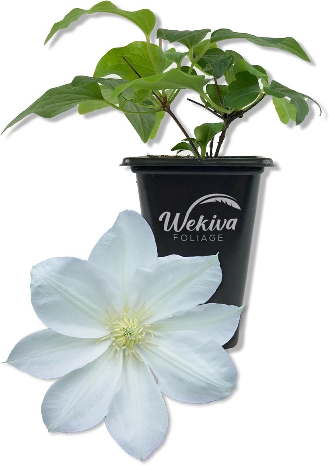 Clematis Lanuginosa Candida Live Starter Plant in a 2 Inch Growers Pot ...