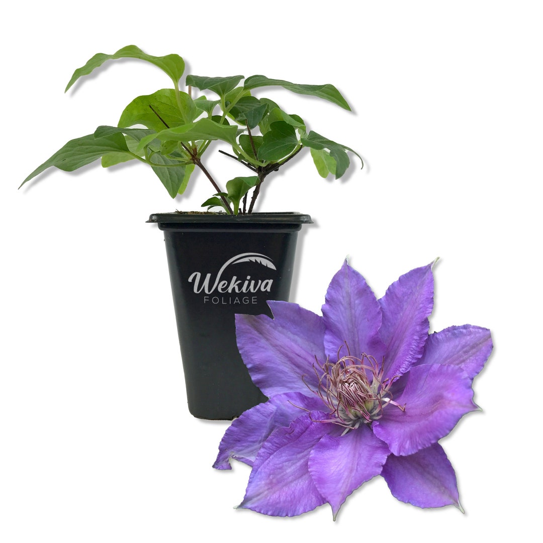 Clematis Bijou Live Starter Plants in 2 Inch Growers Pots Starter ...
