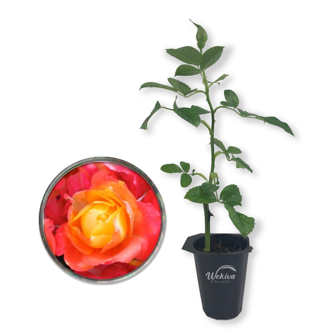 Pinata Rose Bush - Live Starter Plants in 2 Inch Growers Pots ...