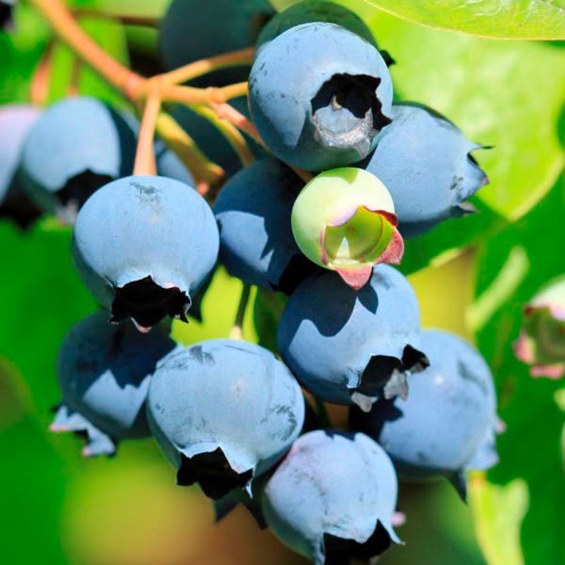 Sharpblue Blueberry Live Plant in a 1 Gallon Pot Vaccinium - Etsy