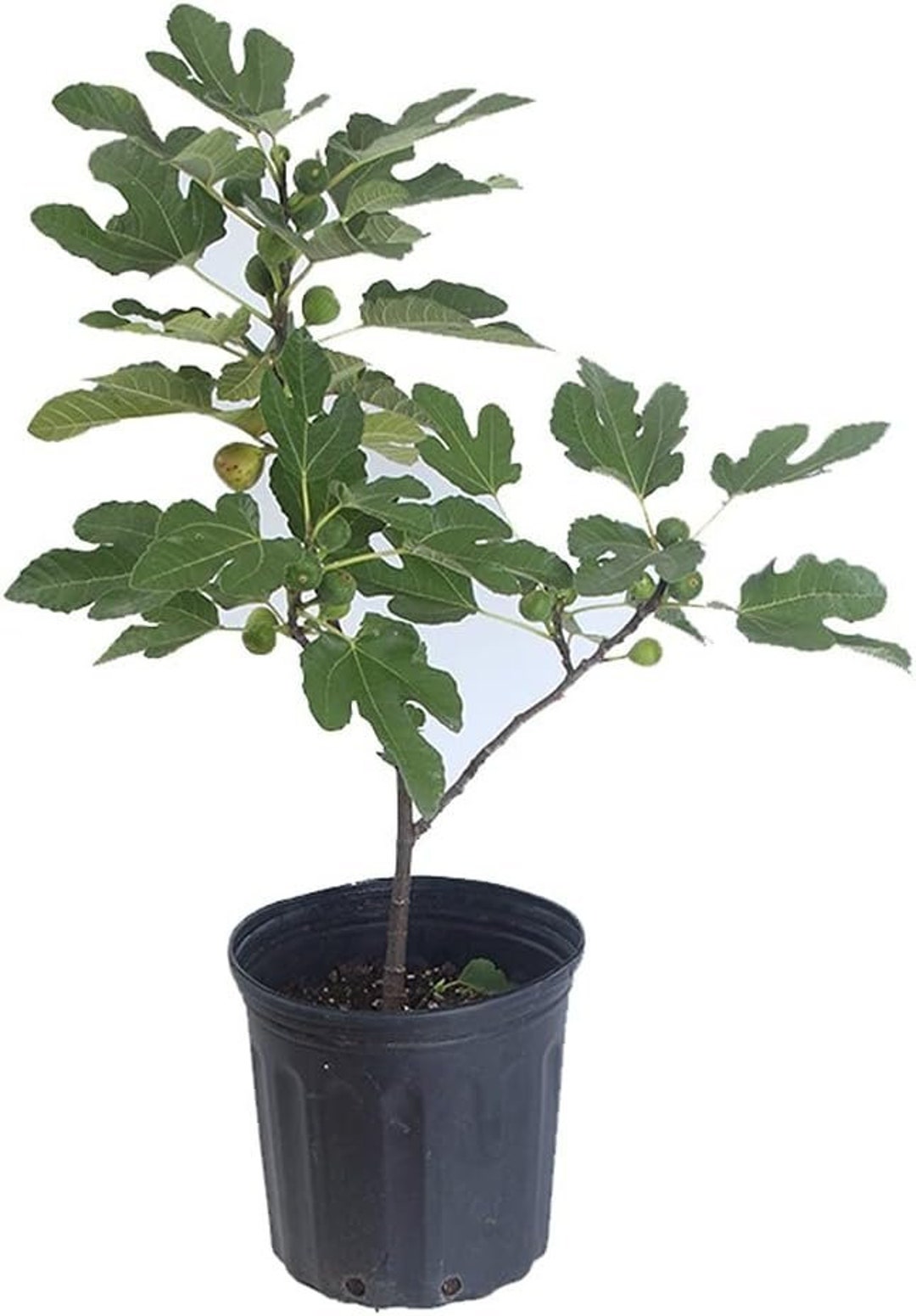 Fig Tree - Live Fruit Tree in a 3 Gallon Pot - Ficus Carica 'black ...
