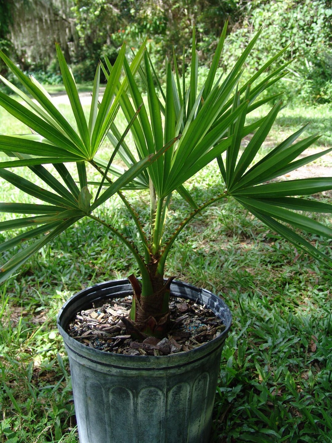 Carnavon Gorge Palm - Live Plant in a 10 Inch Growers Pot - Livistona ...