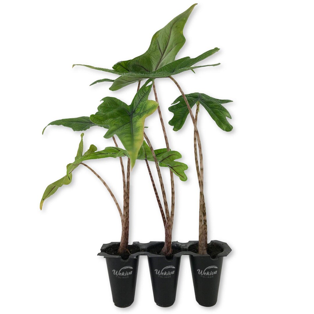 Alocasia Jacklyn - Live Starter Plants in 2 Inch Grower's Pots ...