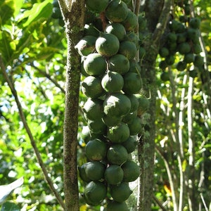 Beaumont Macadamia Nut Tree Live Plants in 1 Gallon Pots Macadamia ...