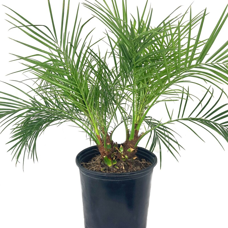 Dwarf Date Palm - Etsy