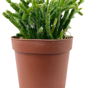 Coral Cactus Live Plants in 2 Inch Pots Rice Cactus Rhipsalis ...