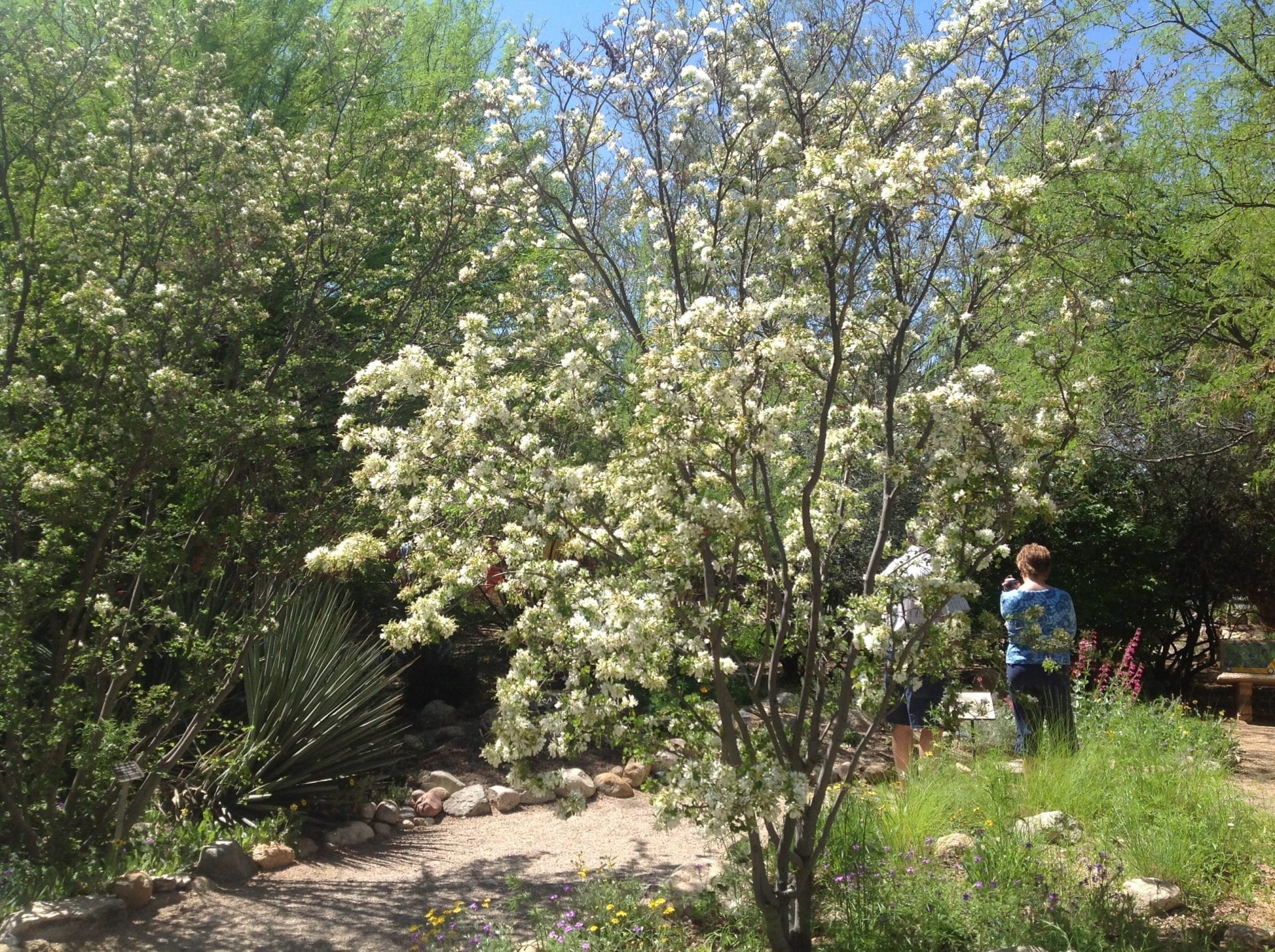 White Orchid Tree Live Plant in a 3 Gallon Pot Bauhinia - Etsy