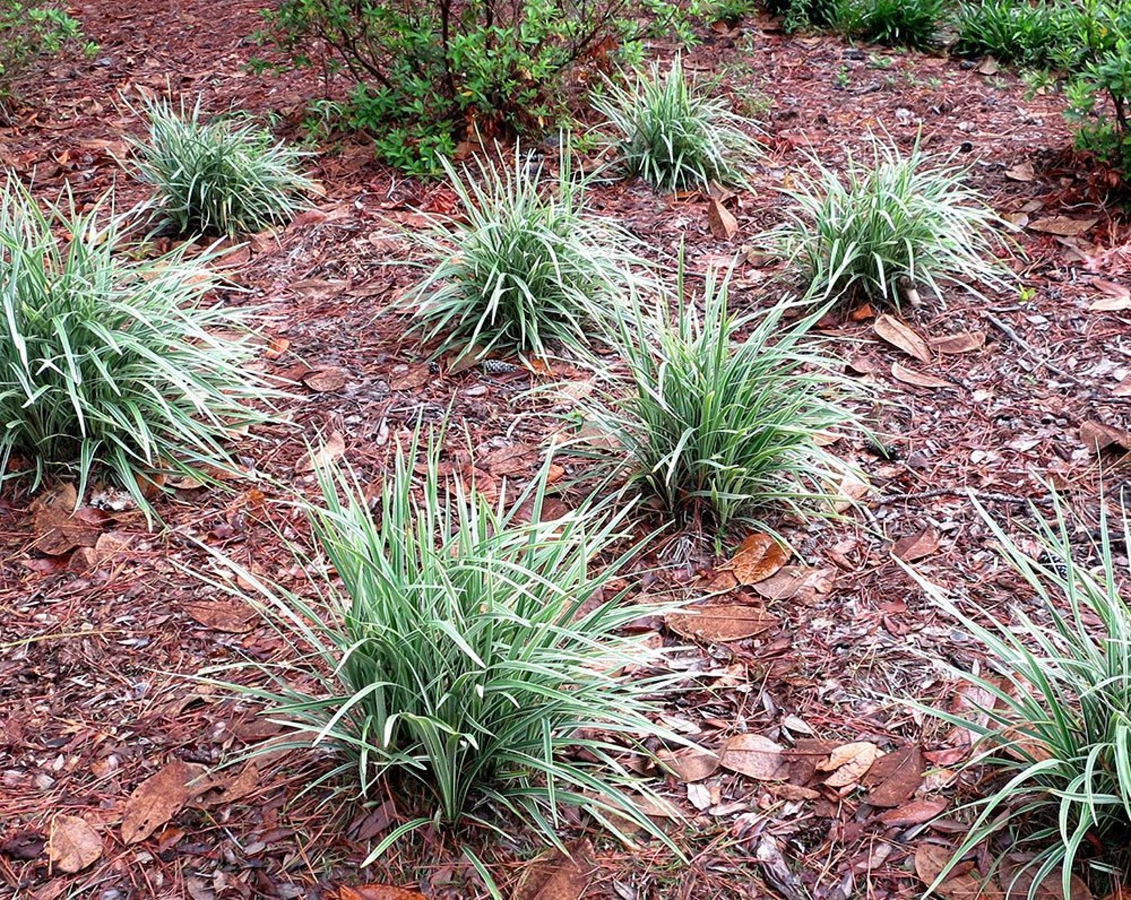 Aztec Grass Live Plant in a 6 Inch Pot Liriope Muscari | Etsy