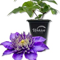 Clematis - Etsy