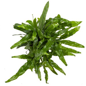 Kangaroo Paw Fern - Live Plant in a 6 Inch Grower's Pot - Microsorum ...