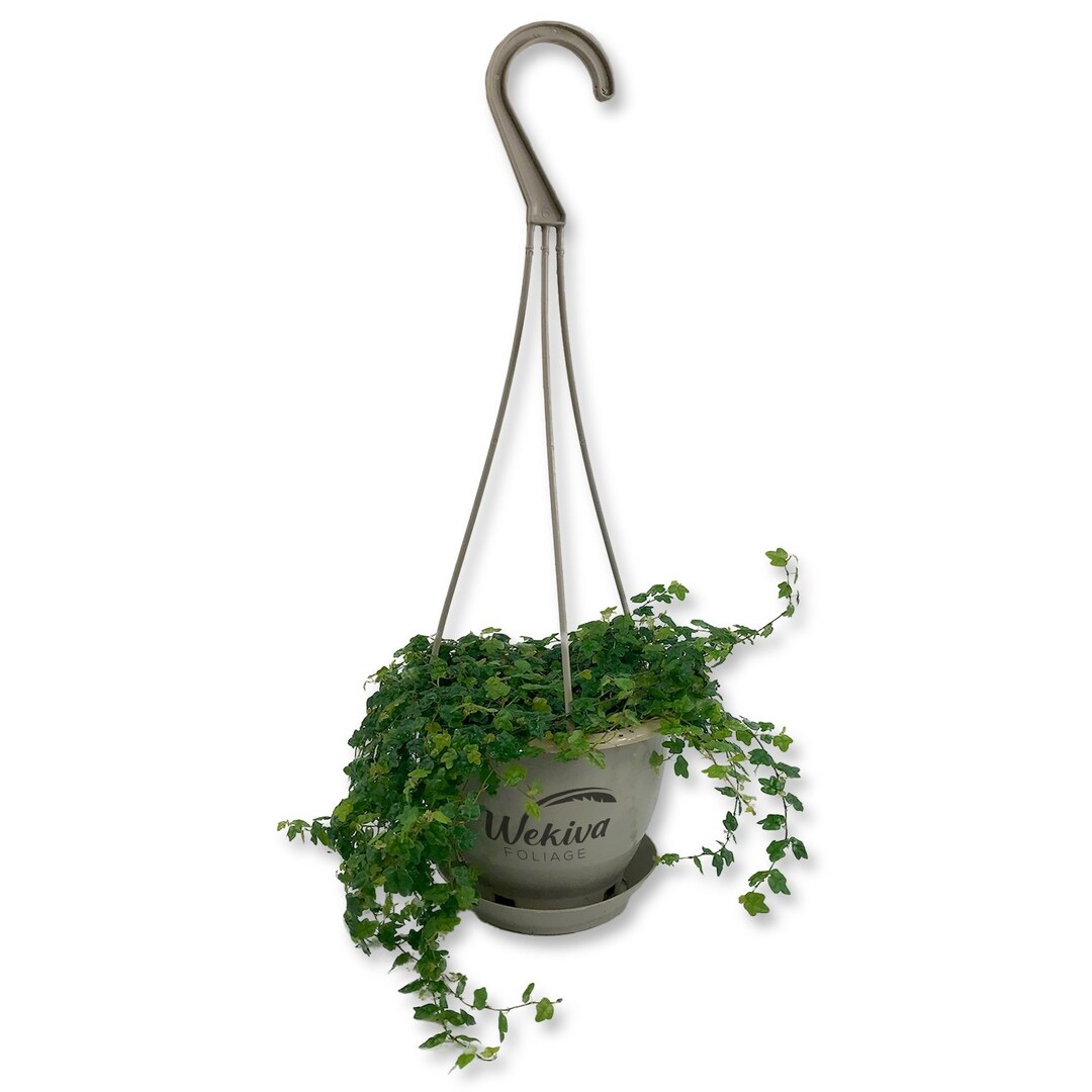 Enchanting String of Frogs Hanging Basket - Live Plant in a 4.5 Inch ...