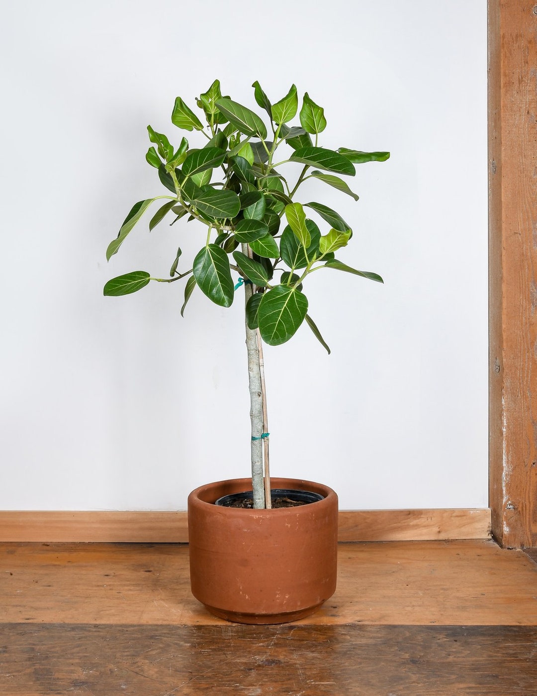 Ficus Audrey Standard - Live Plant in a 10 Inch Pot - Ficus ...
