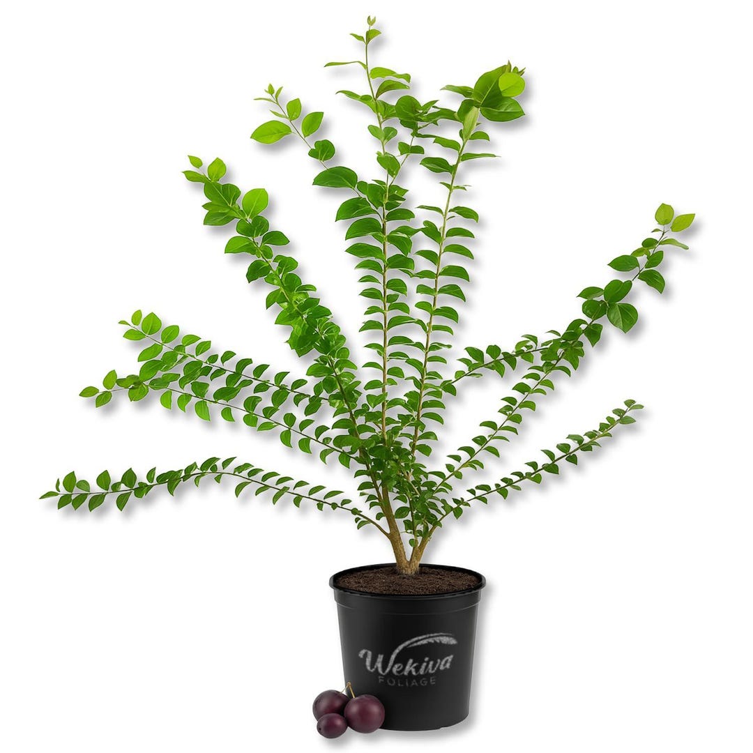 Governors Plum Tree - Ramontchi - Live Plant in a 3 Gallon Growers Pot ...