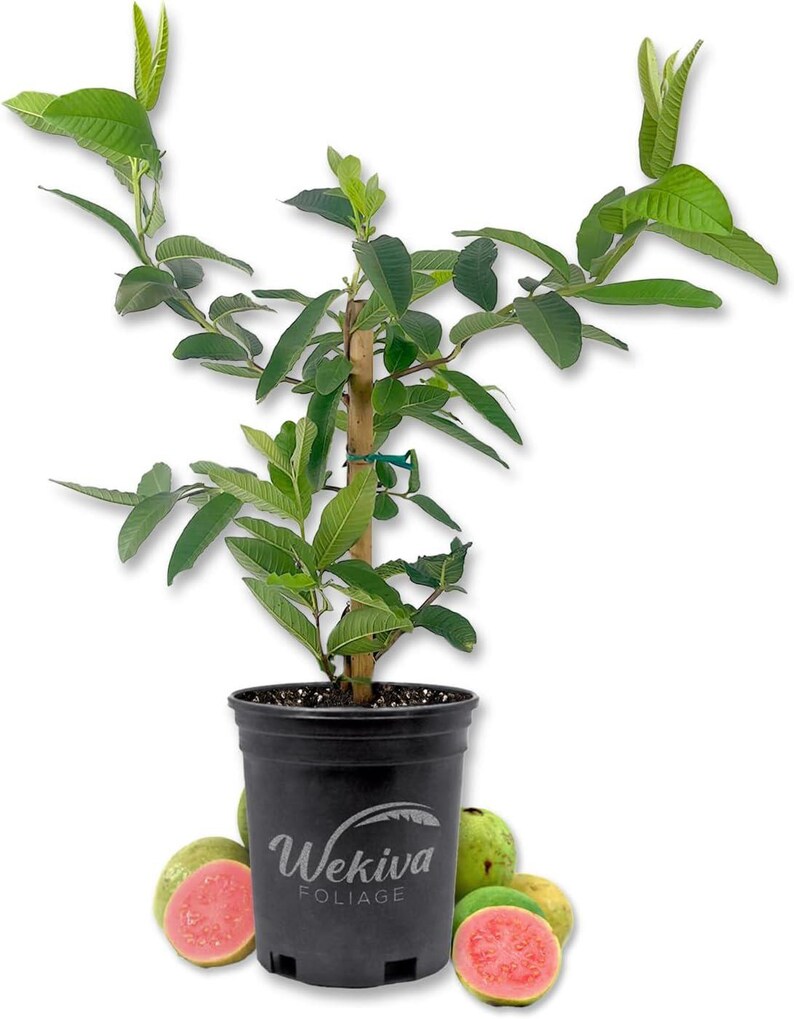 Pink Guava Tree - Live Plant in a 1 Gallon Pot - Psidium Guajava ...