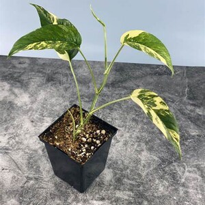 Variegated Albo Pothos - Live Plant in a 4 Inch Pot - Epipremnum ...