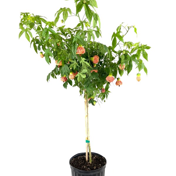 Abutilon - Etsy
