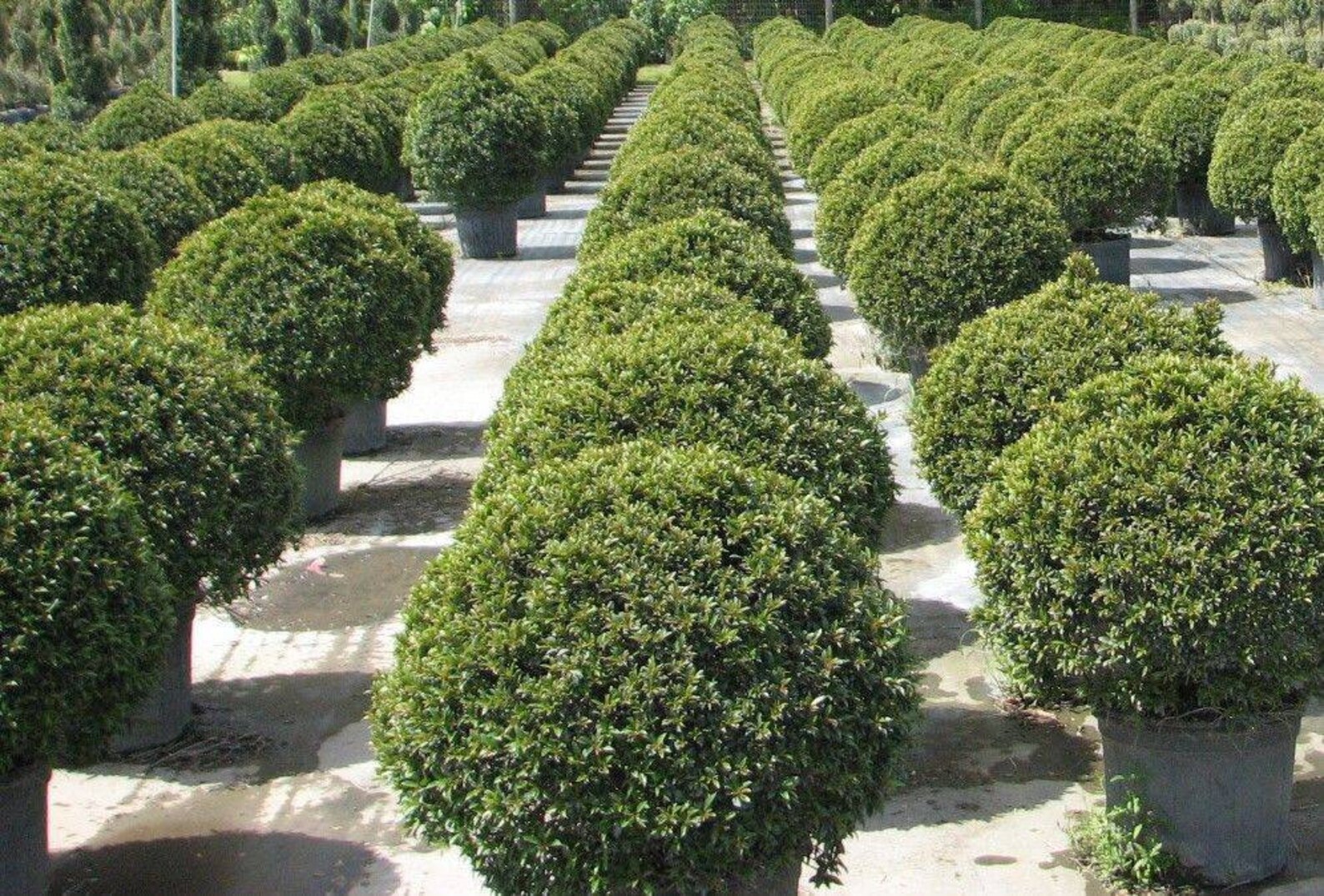 Eugenia Globe Topiary Live Plant in a 10 Inch Pot Eugenia - Etsy