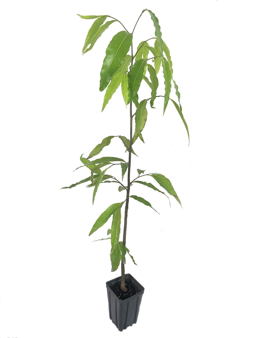 Mast Tree - Live Plant in a 4 Inch Growers Pot - Polyalthia Longifolia ...