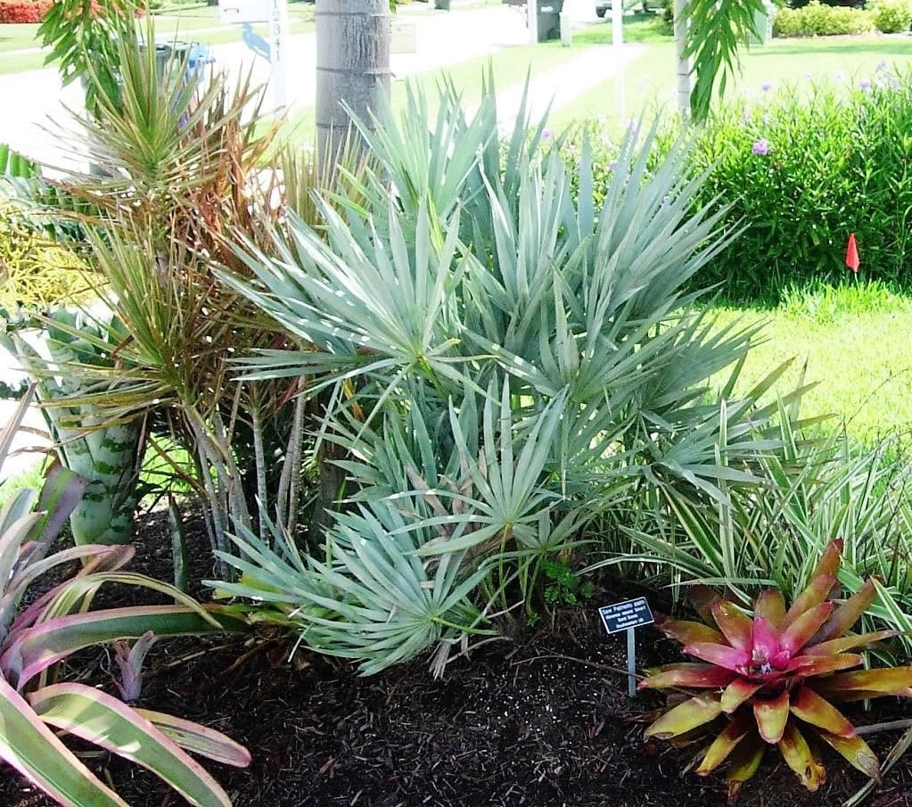 Silver Saw Palmetto Live Plant in a 3 Gallon Growers Pot - Etsy