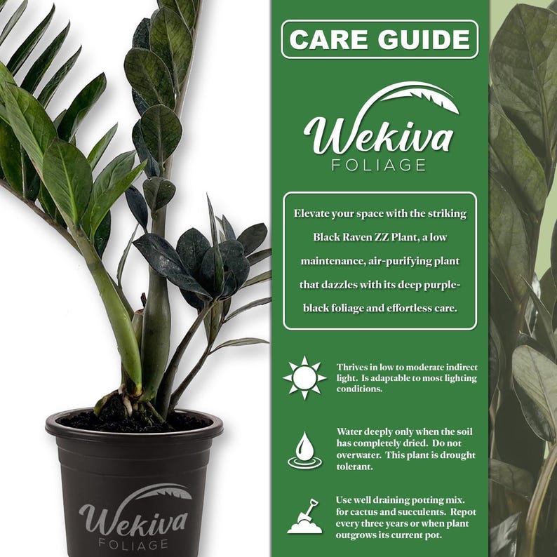 Black Raven ZZ Plant and Soil Mix Combo - Live Plant in a 4 Inch Pot ...