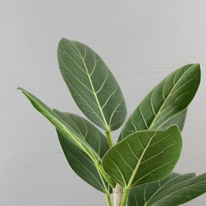 Ficus Audrey Column - Live Plant in a 10 Inch Pot - Ficus Benghalensis ...