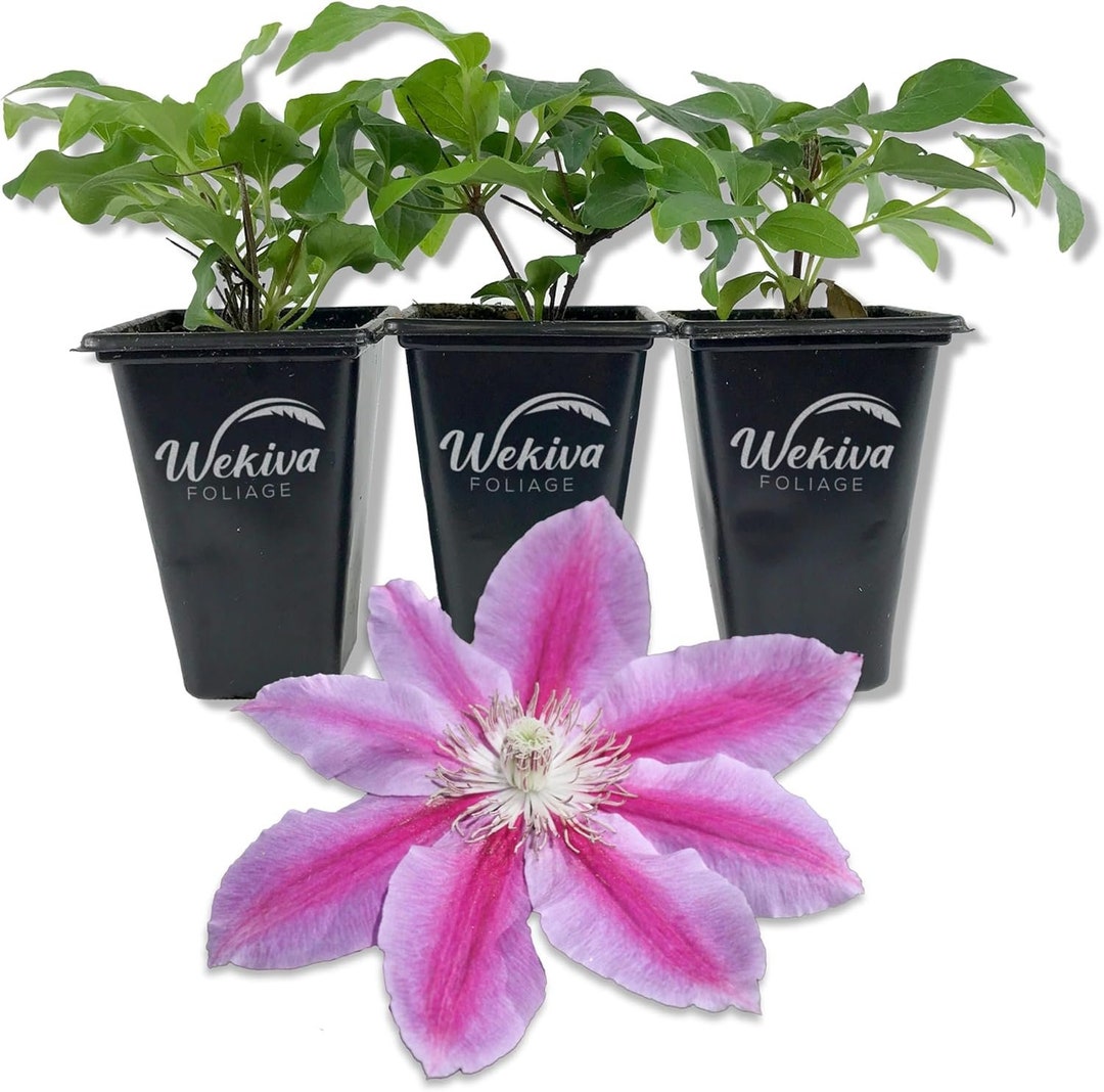 Clematis Dr. Rupple - Live Starter Plants in 2 Inch Growers Pots ...